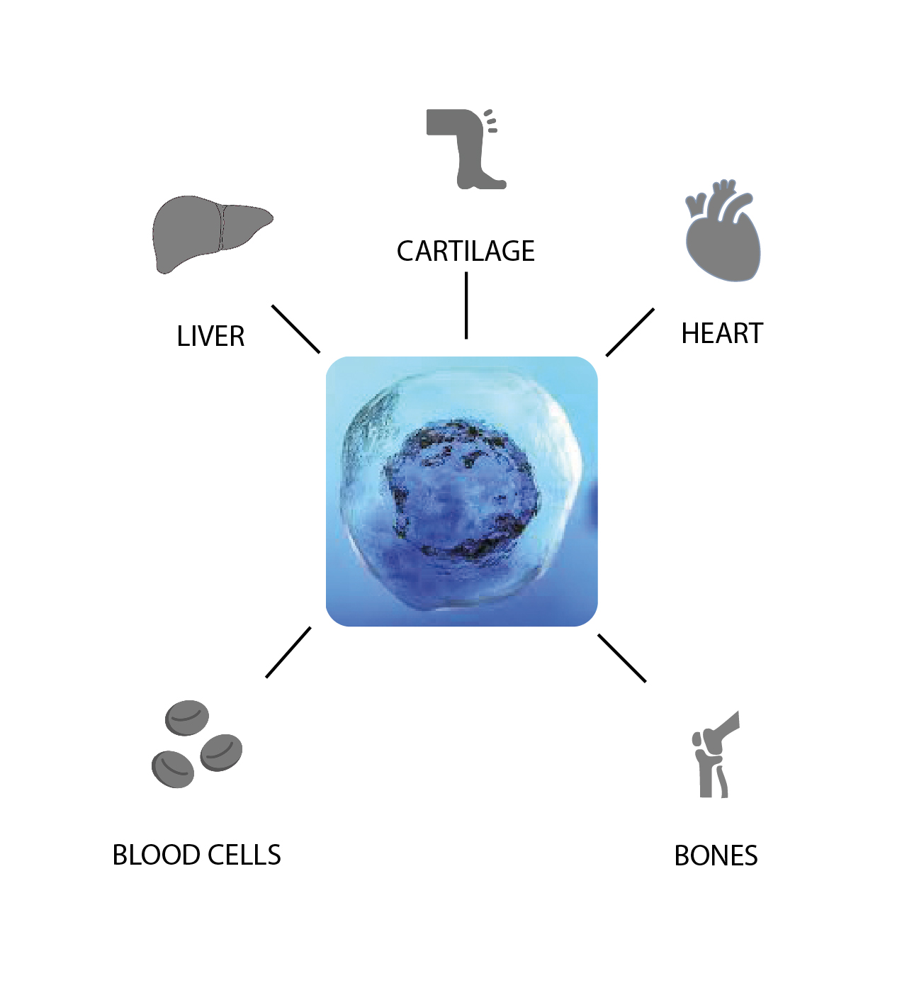 CellProthera | Science & Technology