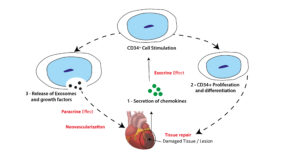 CellProthera | Science & Technology